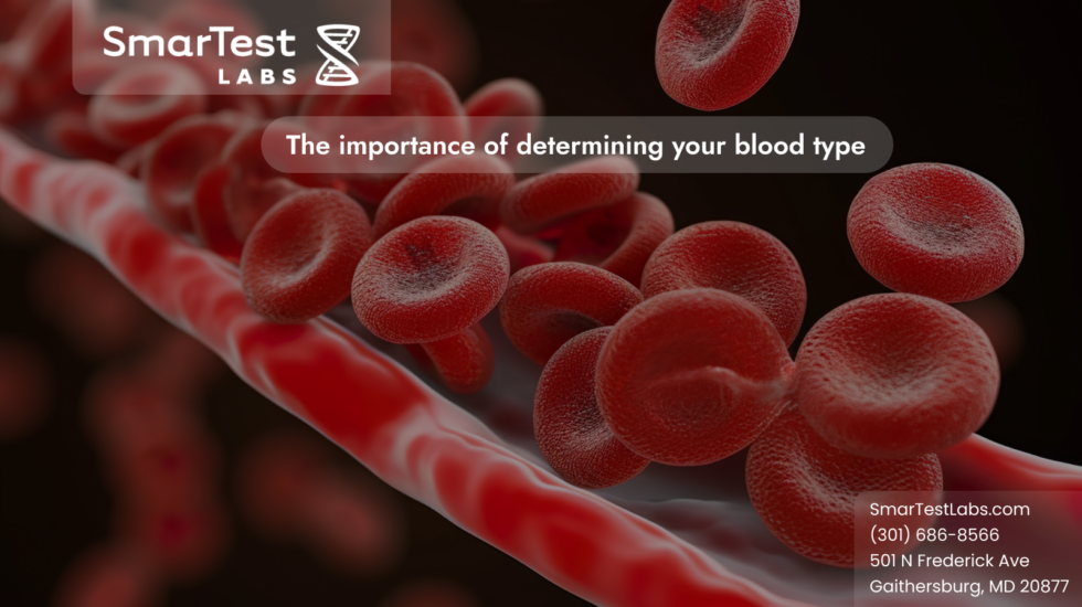 The importance of determining your blood type - SmarTest Labs