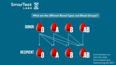The importance of determining your blood type - SmarTest Labs